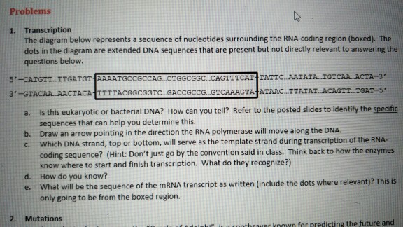 Solved Problems 1. Transcription The diagram below | Chegg.com