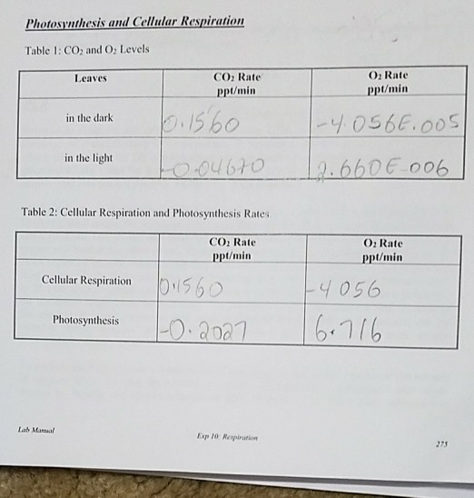 Cellular Respiration And Photosynthesis Chart