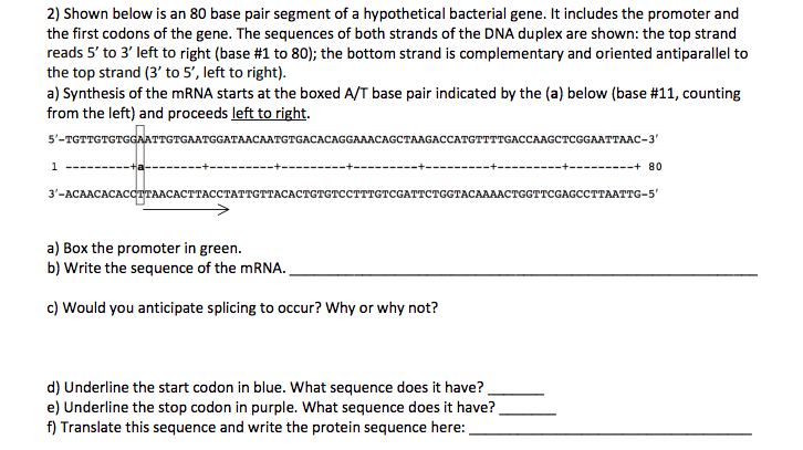 Solved 2) Shown below is an 80 base pair segment of a | Chegg.com