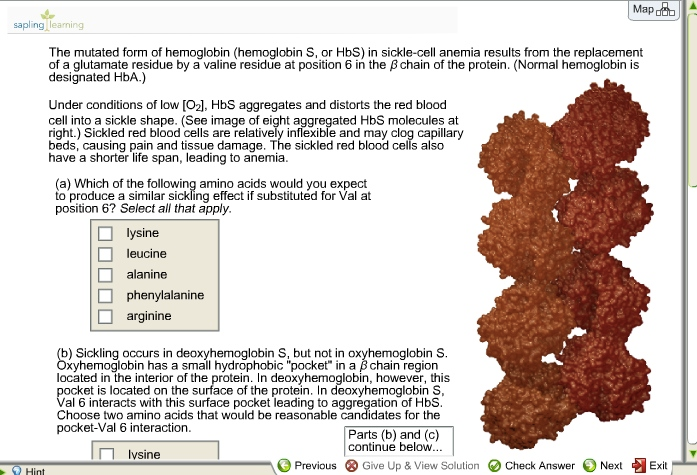 Solved The mutated form of hemoglobin (hemoglobin S, or HbS) | Chegg.com