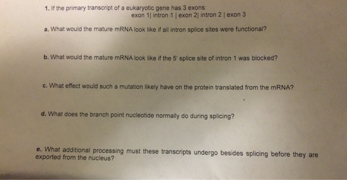 Solved If the primary transcript of a eukaryotic gene has 3 | Chegg.com
