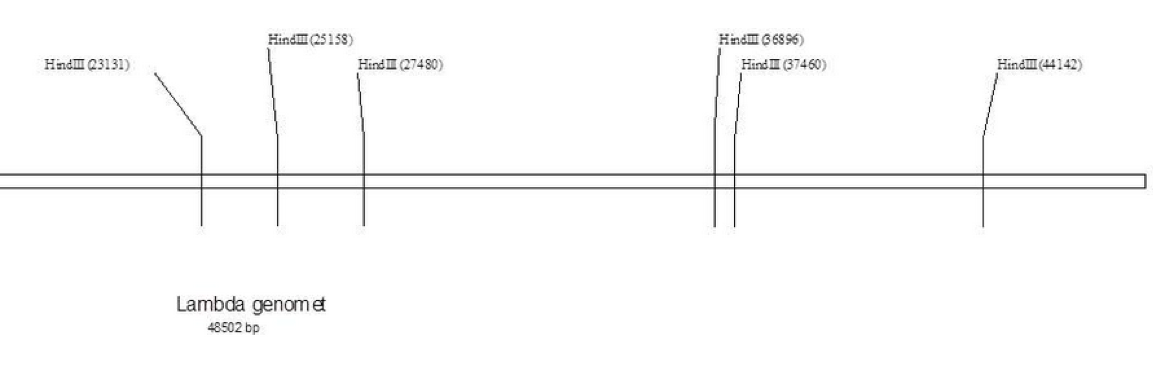 Solved I need help with this problem: The Lambda genome | Chegg.com