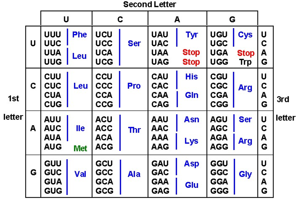 Solved List all single-nucleotide substitution mutations | Chegg.com