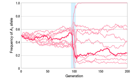 Solved The graph shows the changes in allele frequencies in | Chegg.com