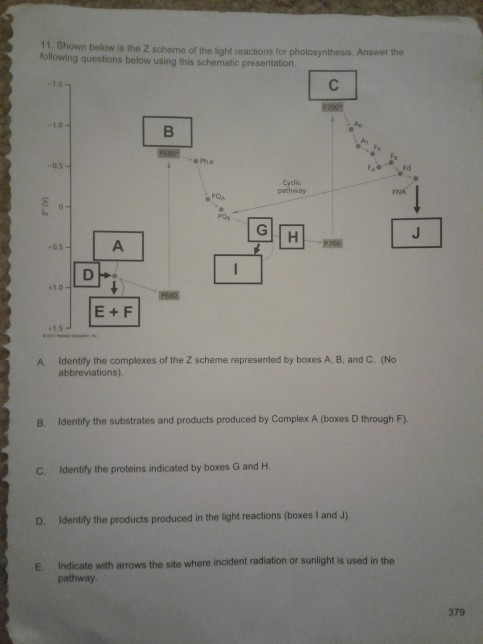 Solved 11. Shown below is the Z scheme of the light | Chegg.com