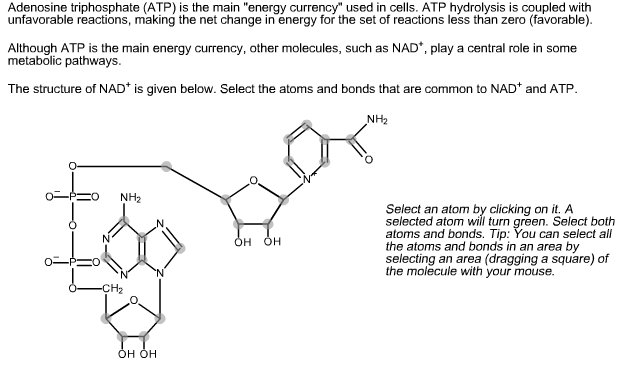 Solved Adenosine triphosphate (ATP) is the main "energy | Chegg.com