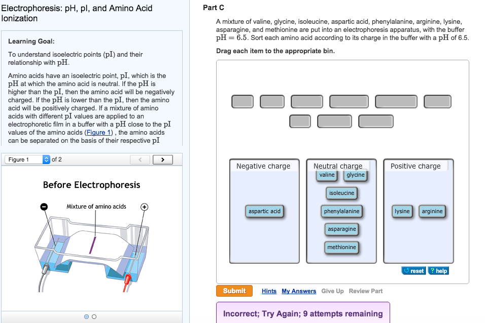 Solved To understand isoelectric points (pi) and their | Chegg.com