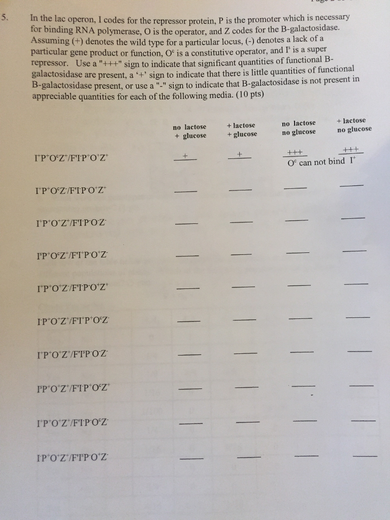 Solved In the lac operon, 1 codes for the repressor protein, | Chegg.com