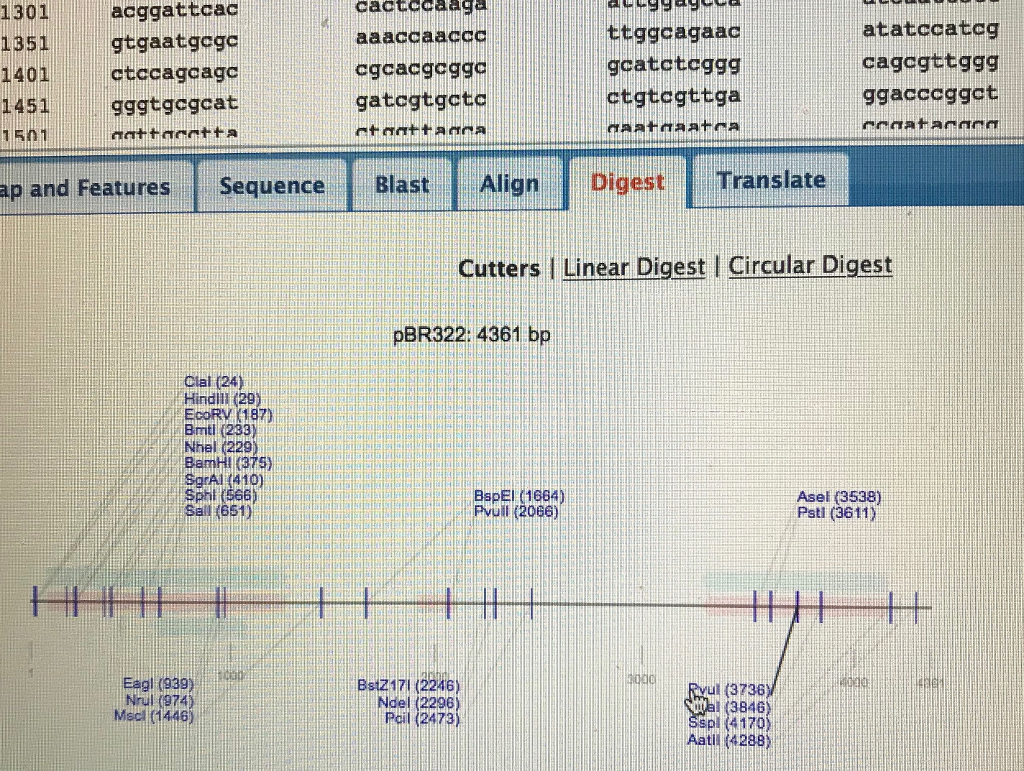 Solved acggattcac cacuoCa 1301 1351 gtgaatgcge | Chegg.com