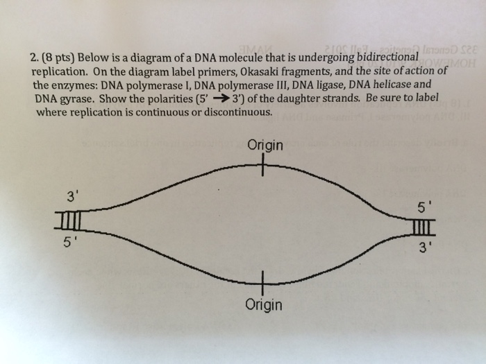 Solved Below is a diagram of a DNA molecule that is | Chegg.com