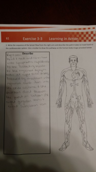 Solved Exercise 3-3 Learning in Action the pathway of lymph | Chegg.com Solved Exercise 3-3 Learning in Action the pathway of lymph | Chegg.com