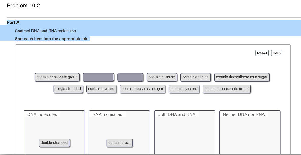 Solved Contrast DNA and RNA molecules Sort each item into | Chegg.com