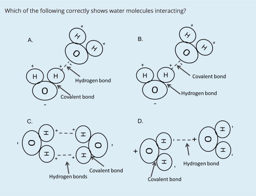 Solved Which Of The Following Correctly Shows Water