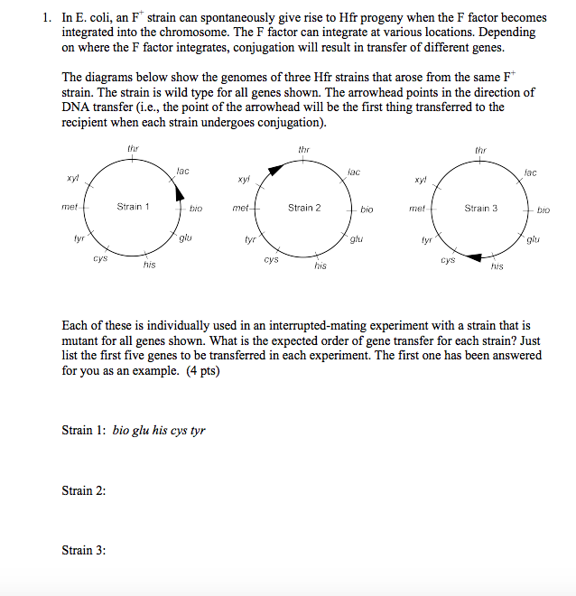 Solved In E. coli, an F^+ strain can spontaneously give rise | Chegg.com