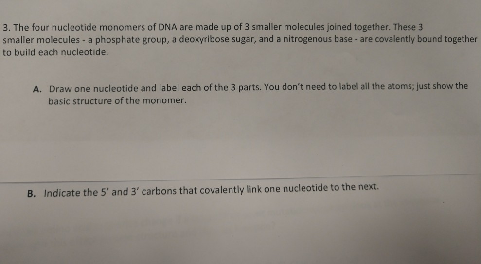 Solved 3. The four nucleotide monomers of DNA are made up of | Chegg.com
