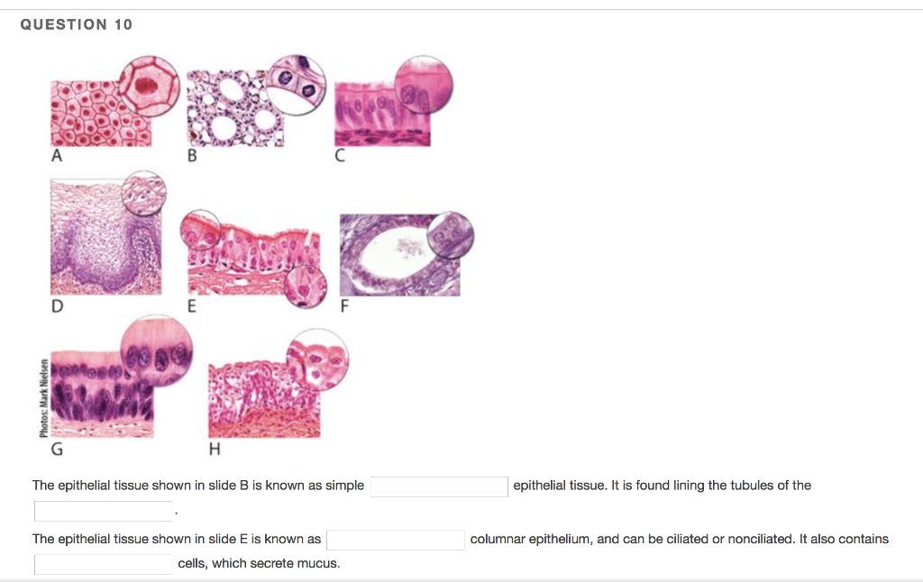 Epithelial Tissue Slides