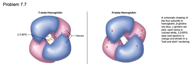 Solved Problem 7.7 2,3-BPG T-state Hemoglobin Hemes R-state | Chegg.com