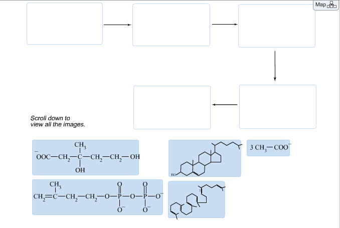 Solved Cholesterol synthesis occurs in several stages. Label | Chegg.com