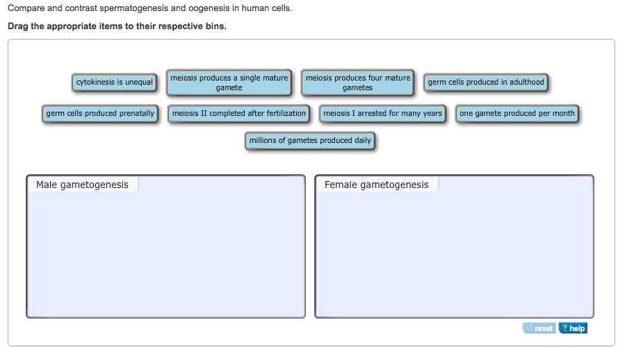 Solved Compare and contrast spermatogenesis and oogenesis in | Chegg.com