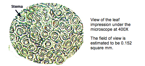 Stomata Microscope 400x