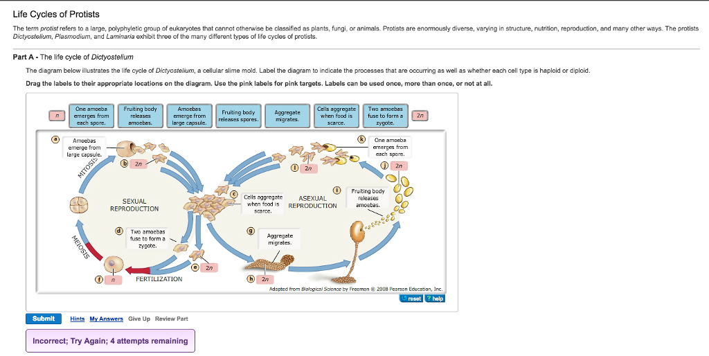Protist Life Cycle Lon-capa Biological Diversity 3