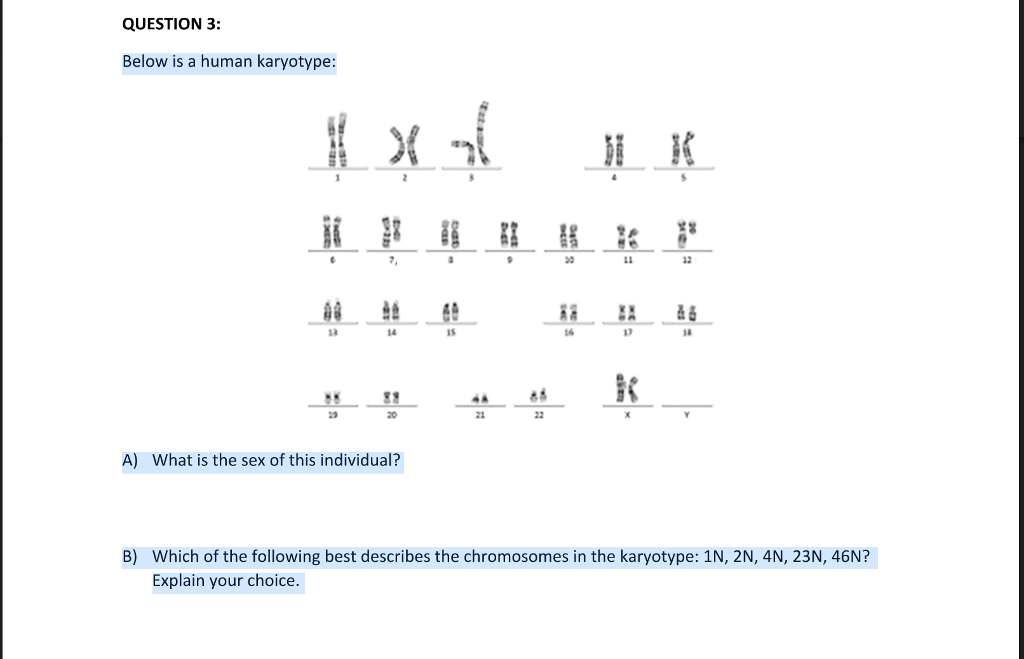 Solved Below (see diagram) is a human karyotype: A) What | Chegg.com