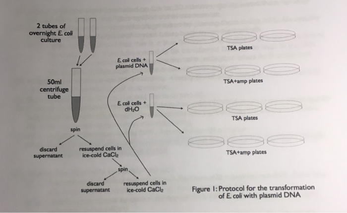 Solved The protocol for the bacterial transformation lab is | Chegg.com