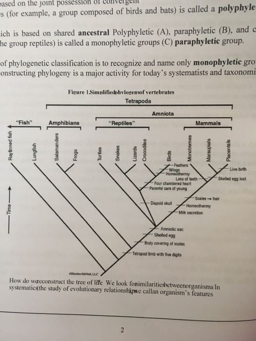 Solved Phylogeny reconstruction- Caminalcules 1) The lizard | Chegg.com