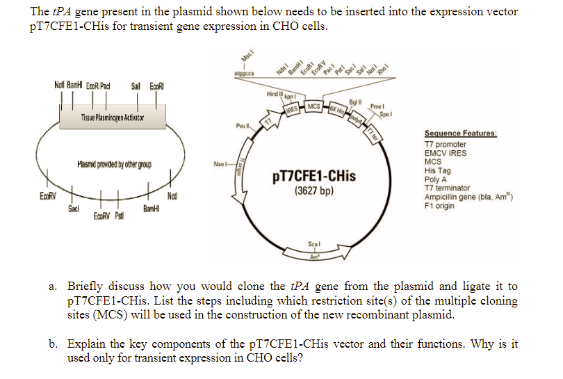 Solved The tPA gene present in the plasmid shown below needs | Chegg.com