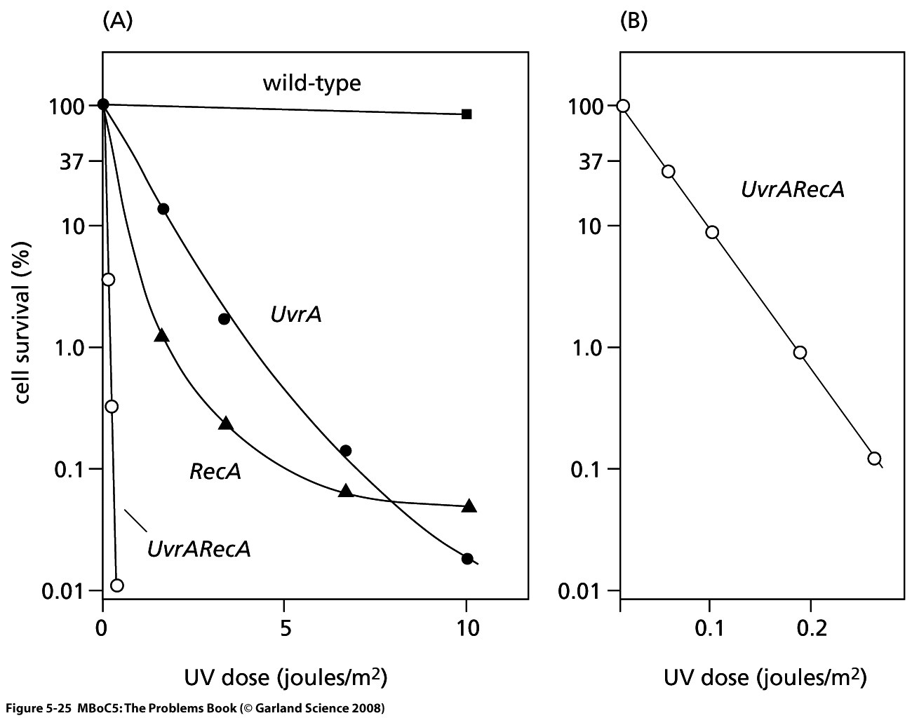 Solved Several genes in E. coli, including UvrA, UVrB, UVrC, | Chegg.com