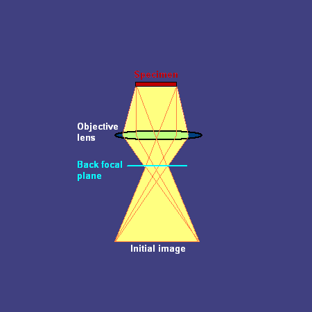 The Objective Lens would not usually provide a | Chegg.com