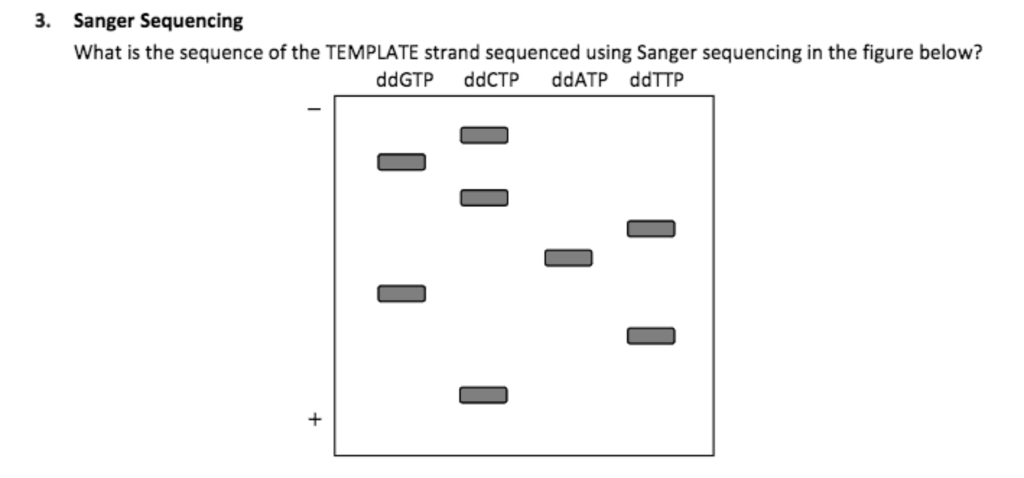 Solved 3. Sanger Sequencing What is the sequence of the | Chegg.com