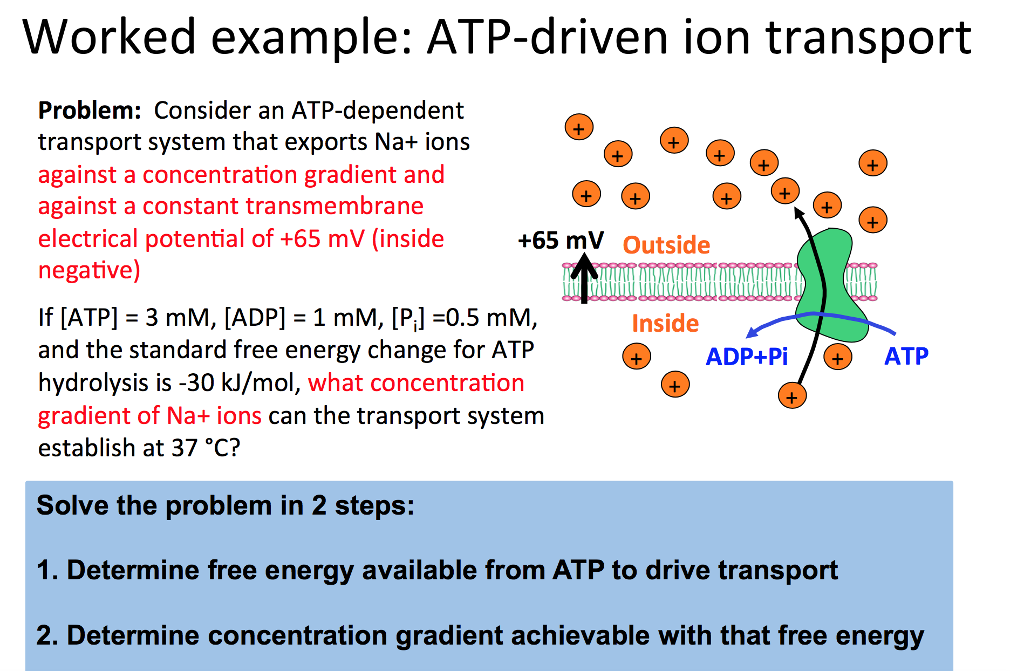 Solved Worked example: ATP-driven ion transport: Problem: | Chegg.com