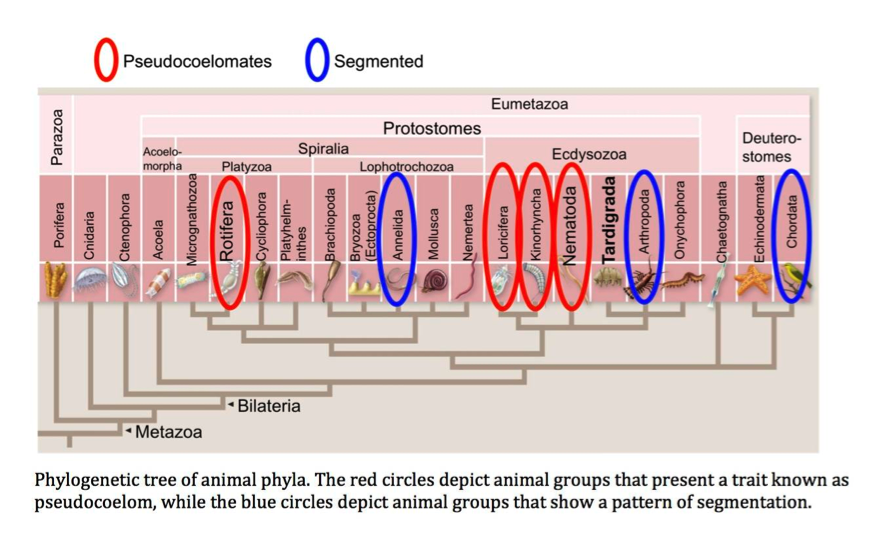 Solved A) If you group all segmented organisms (blue | Chegg.com