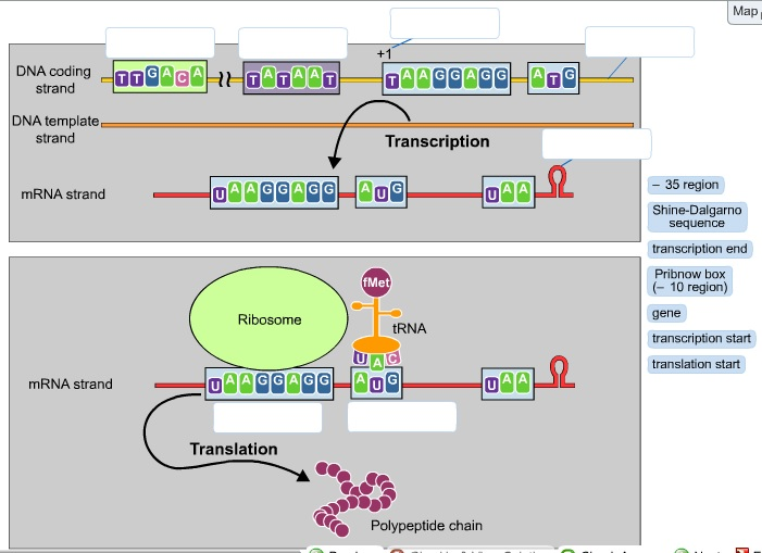 Solved The figure represents transcription and translation | Chegg.com