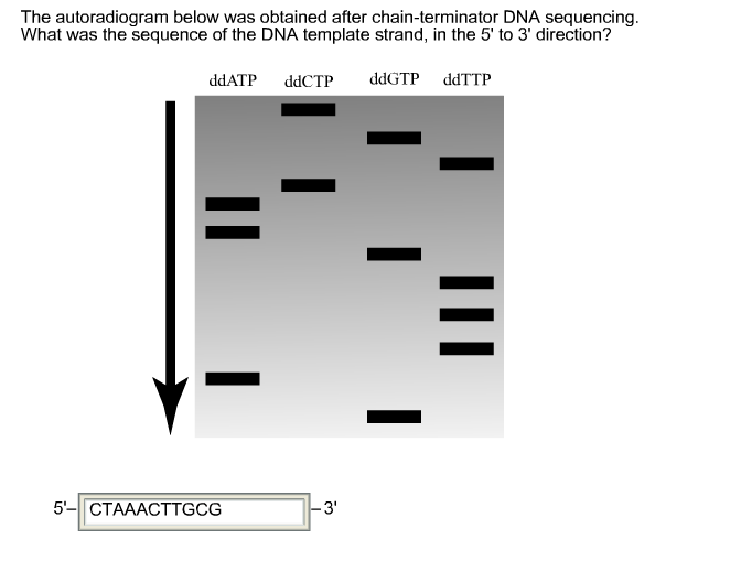 Solved The autoradiogram below was obtained after | Chegg.com