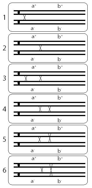 Solved If these are Neurospora cells, whch cell will become | Chegg.com