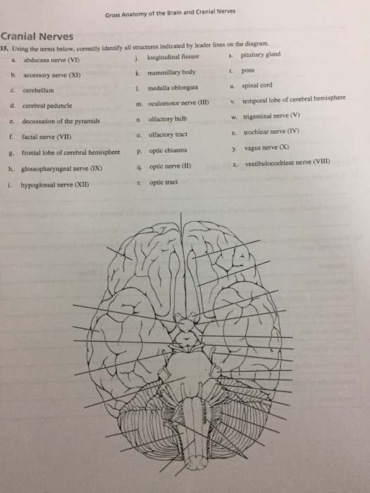 Solved Using the terms below, correctly identify all | Chegg.com