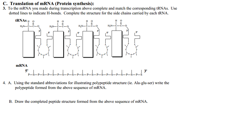 Solved List the base sequence in the second DNA strand | Chegg.com