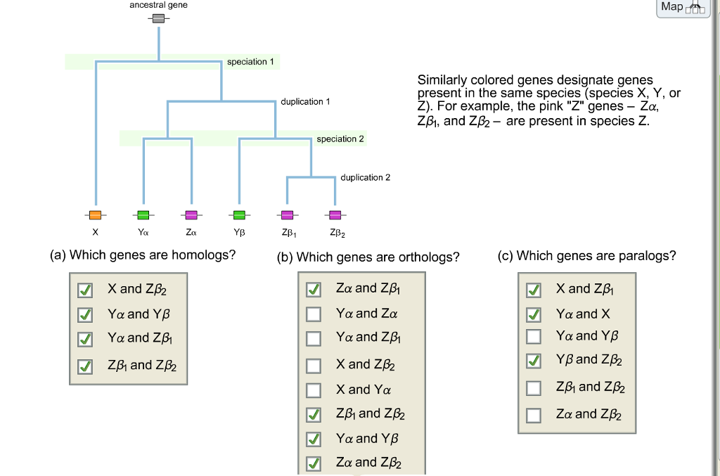 Solved An evolutionary tree is shown below. Similar genes | Chegg.com