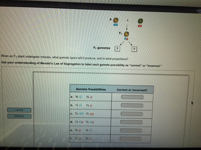 Solved Gg Fi gametes When an F1 plant undergoes meiosis, | Chegg.com