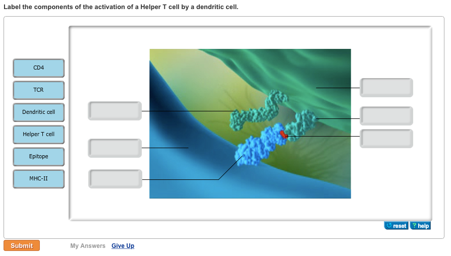 Solved Label the components of the activation of a Helper T | Chegg.com