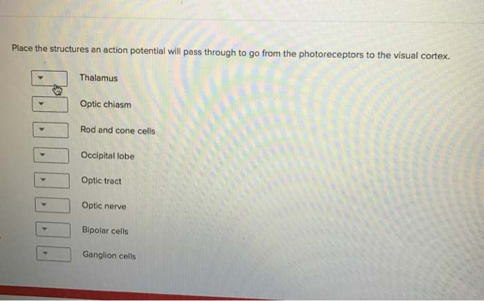 Solved Place the structures an action potential will pass | Chegg.com