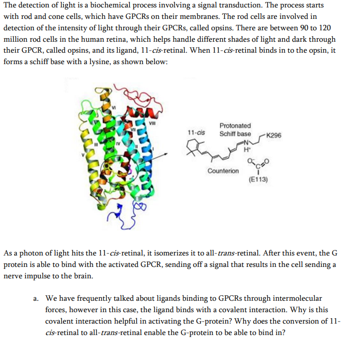 Solved The detection of light is a biochemical process | Chegg.com