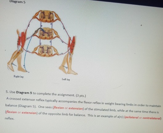 Solved Diagram 5 Right leg Lef lag 5. Use Diagram 5 to | Chegg.com