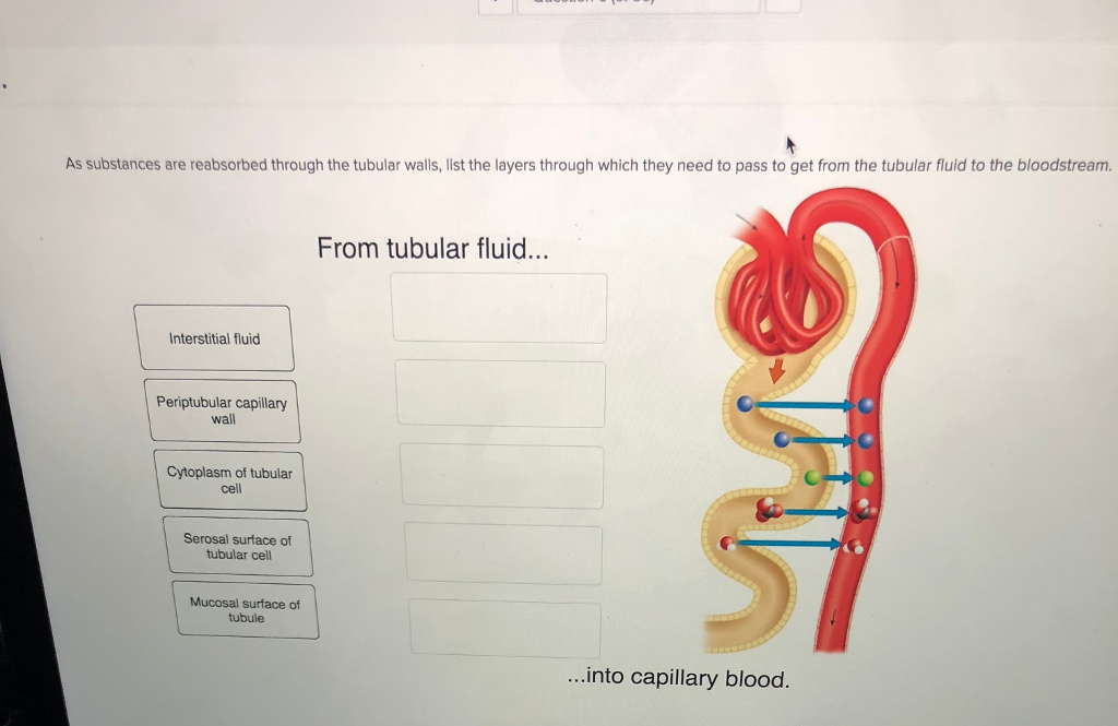 Solved as substances are reabsorbed through tubular wallks, | Chegg.com