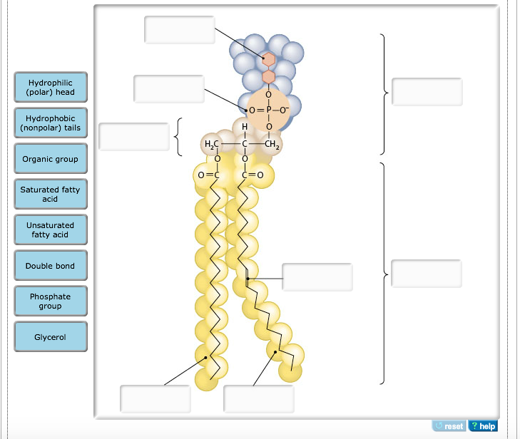 Solved Hydrophilic (polar) head Hydrophobic nonpolar) tails | Chegg.com