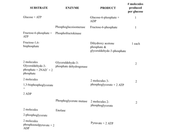 Solved # molecules produced per glucose SUBSTRATE ENZYME | Chegg.com