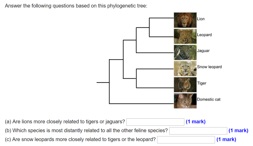 Solved: Answer The Following Questions Based On This Phylo... | Chegg.com