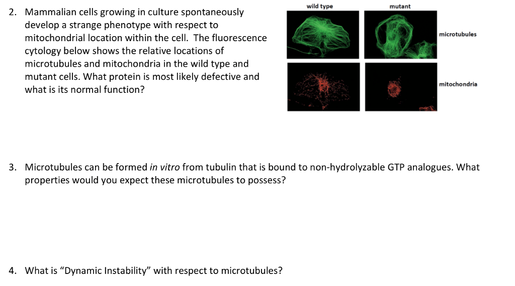 wild type mutant Mammalian cells growing in culture | Chegg.com